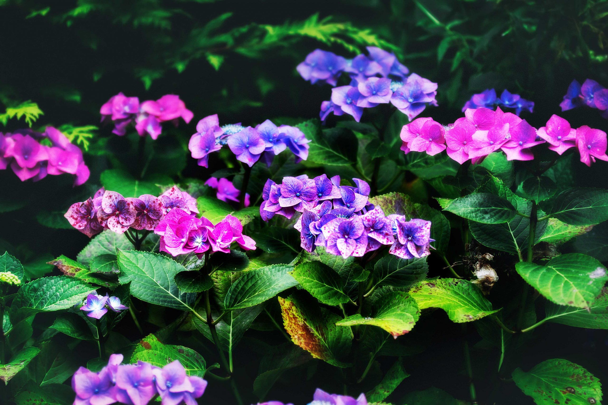 Lady Thorn Rhododendron Dell - ... from a Small City