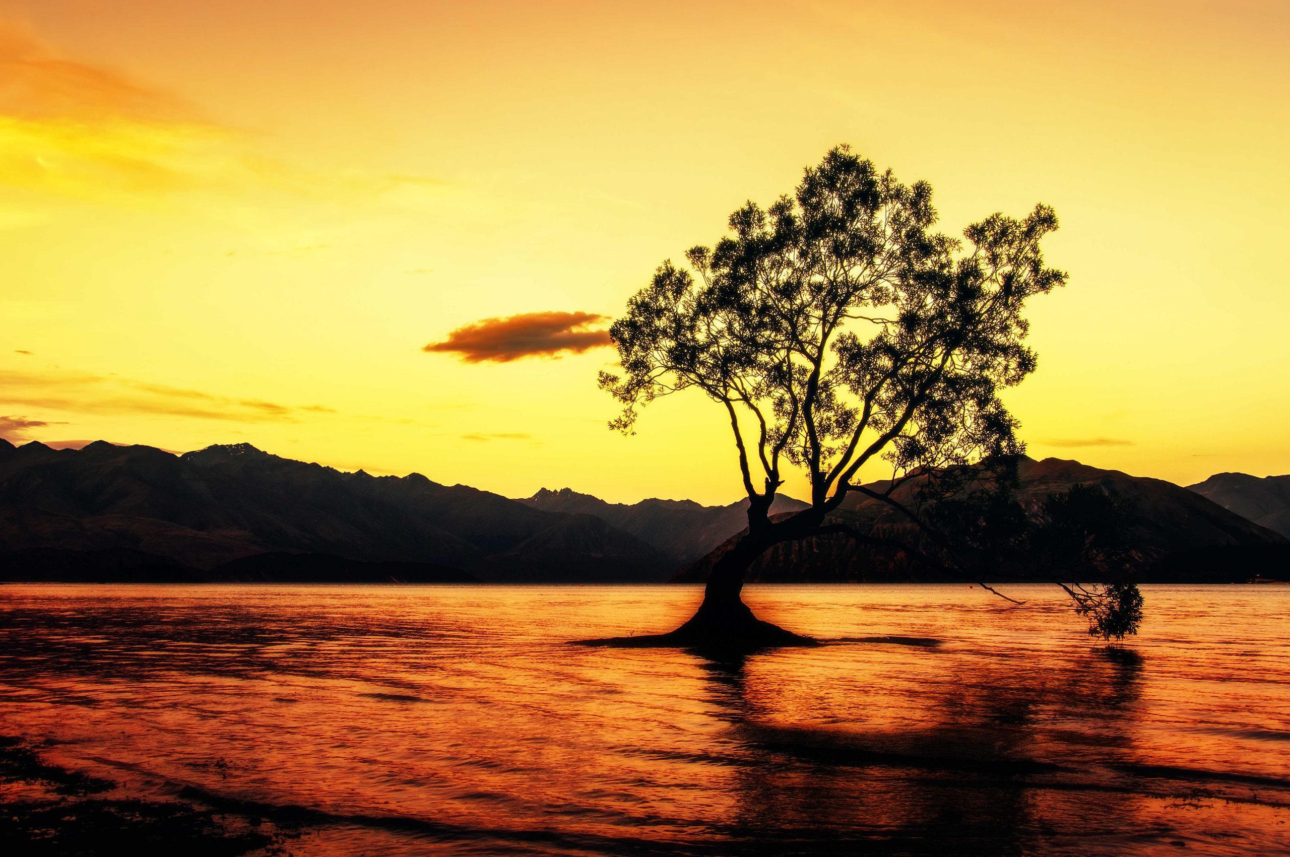 That Wanaka Tree - ... from a Small City