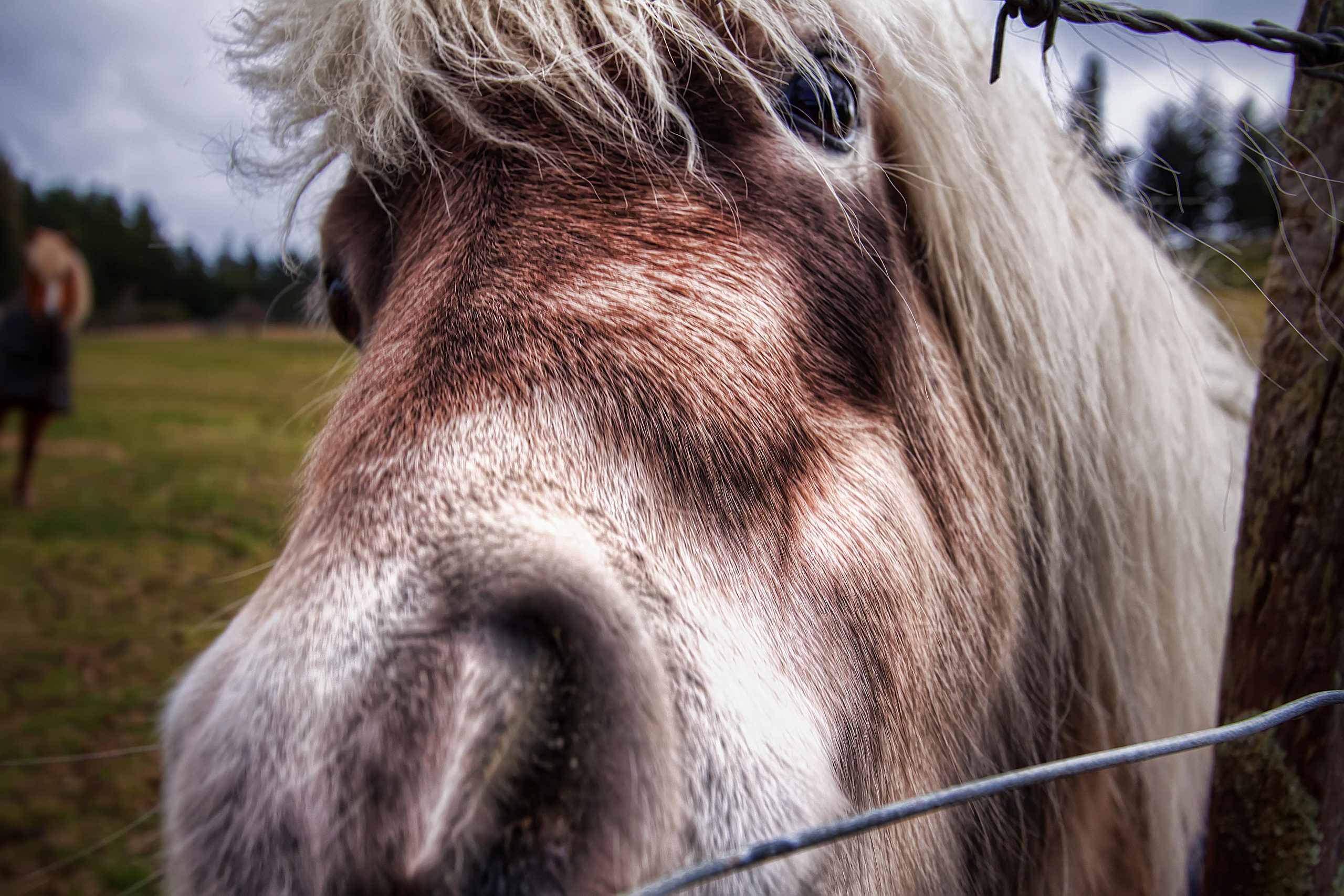 Horses In The Dunedin Hills - ... from a Small City